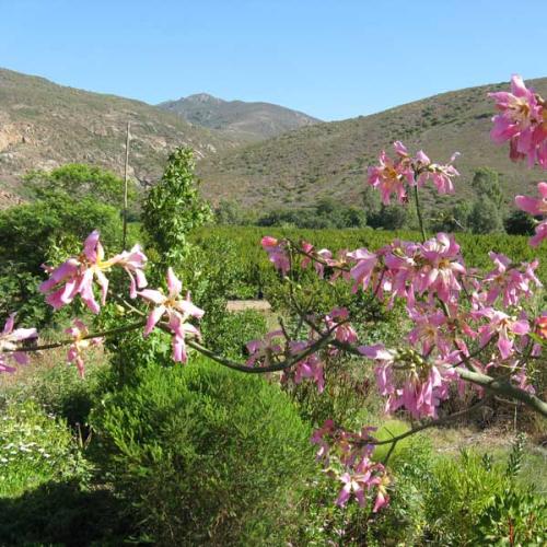 Wolfkloof - Wineries.co.za