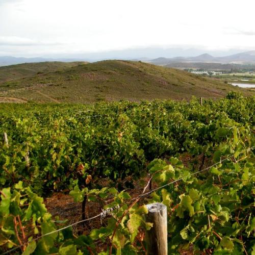 Wolfkloof - Wineries.co.za